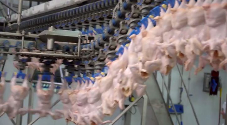 Poultry Processing Knives | TGW International